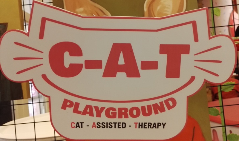 C-A-T Playground, The First Selfie Sensory Playground With Cats ...